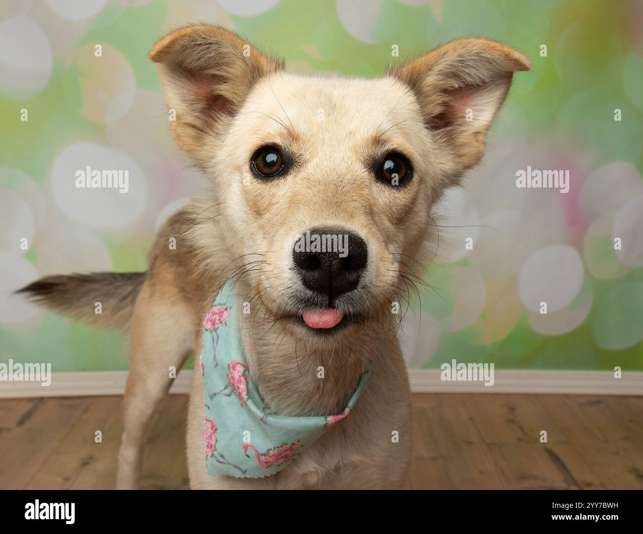 cute beige husky mix close up face portrait funny with tongue out Stock ...