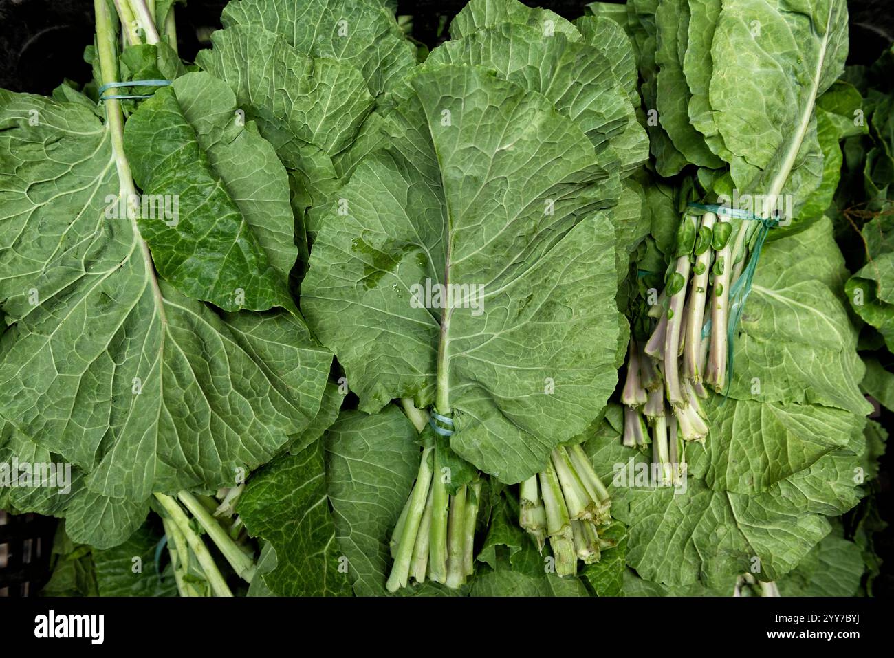 Kale or leaf cabbage Stock Photo - Alamy