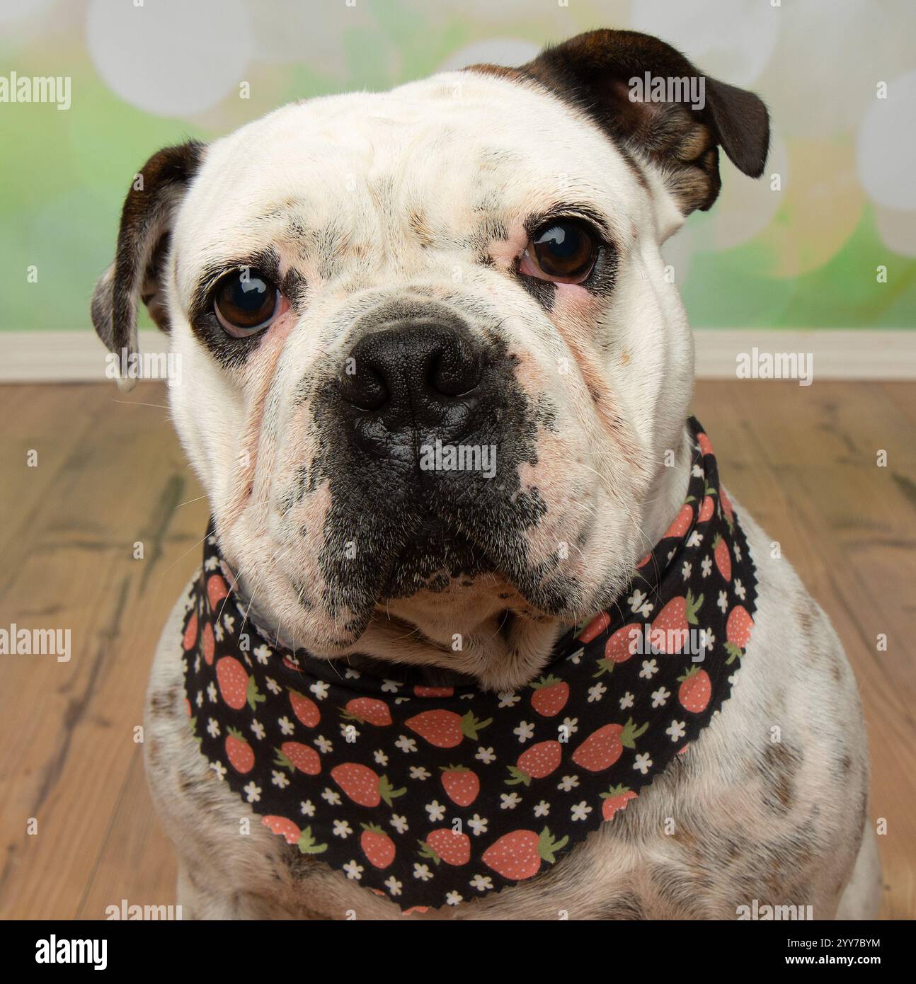 cute spotted english bulldog dog looking at the camera and wearing a ...