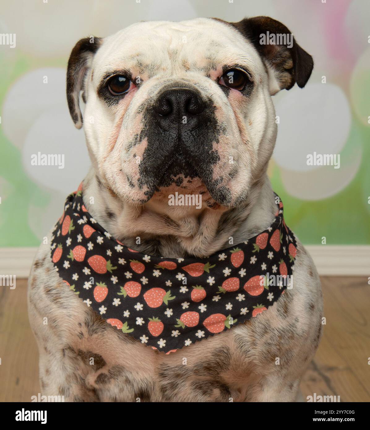 cute spotted english bulldog dog face portrait Stock Photo - Alamy