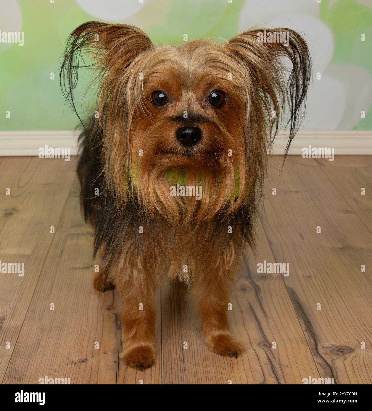 cute long haired yorkie standing up portrait Stock Photo - Alamy
