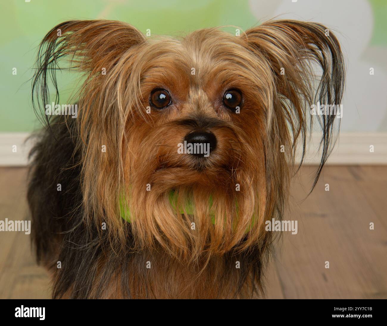 cute long haired yorkie close up face portrait Stock Photo - Alamy