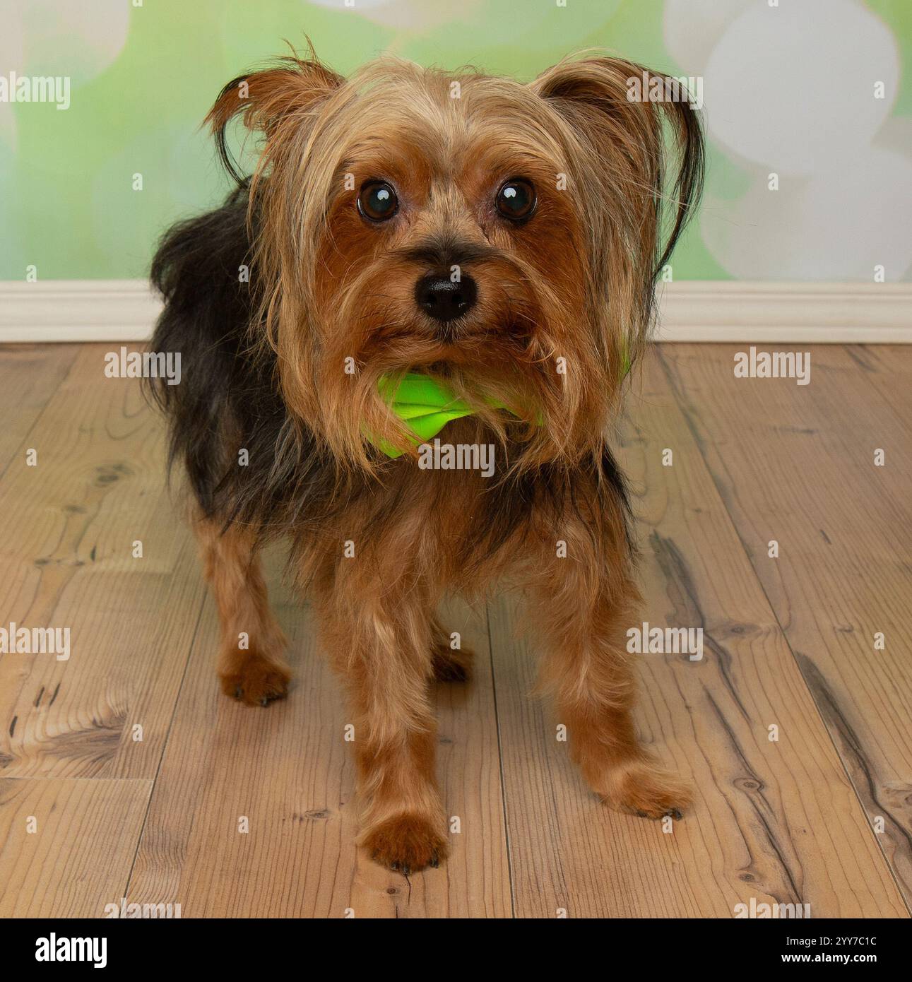 cute long haired yorkie standing up with mouth closed portrait Stock ...