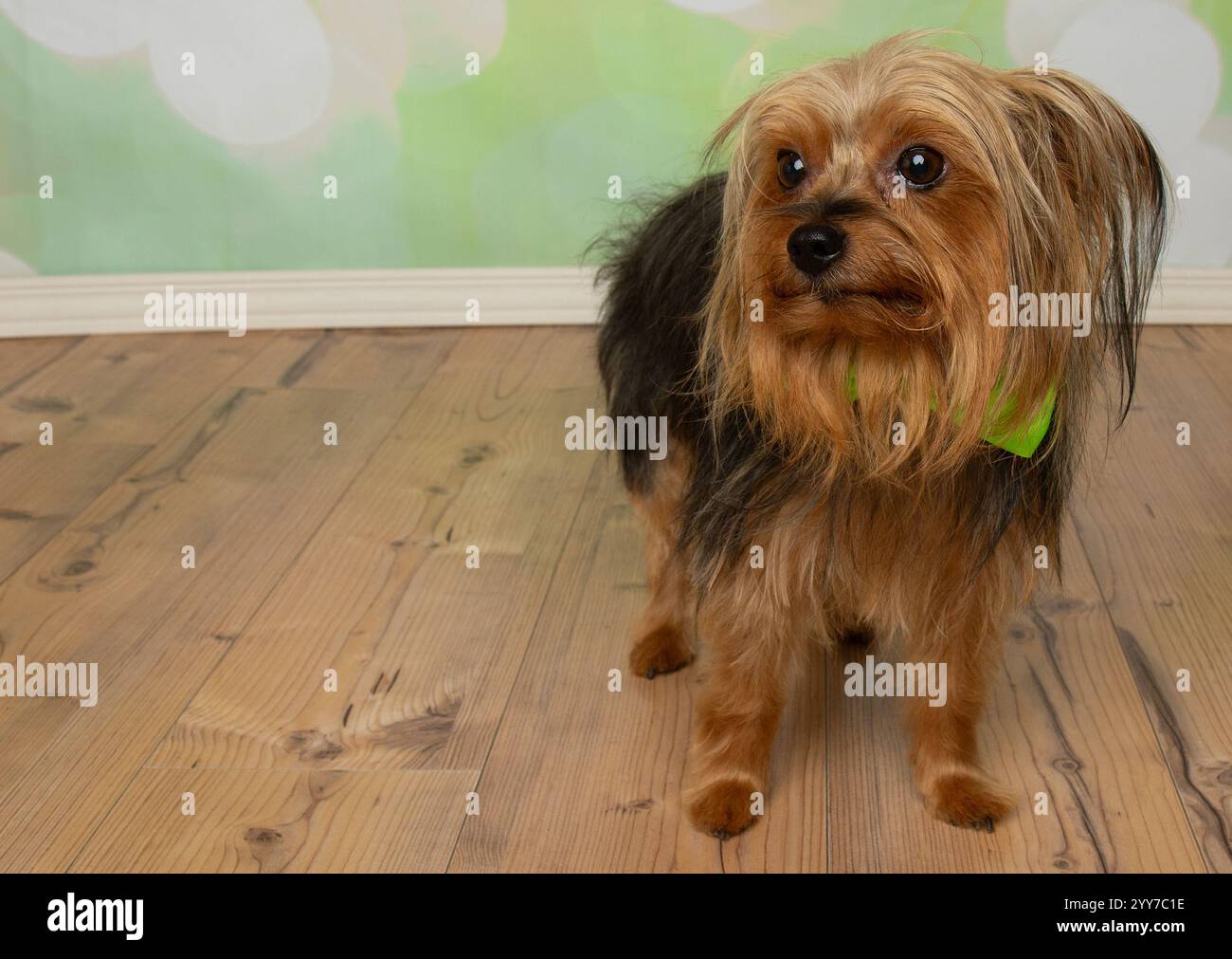 cute long haired yorkie standing and looking to the right portrait ...