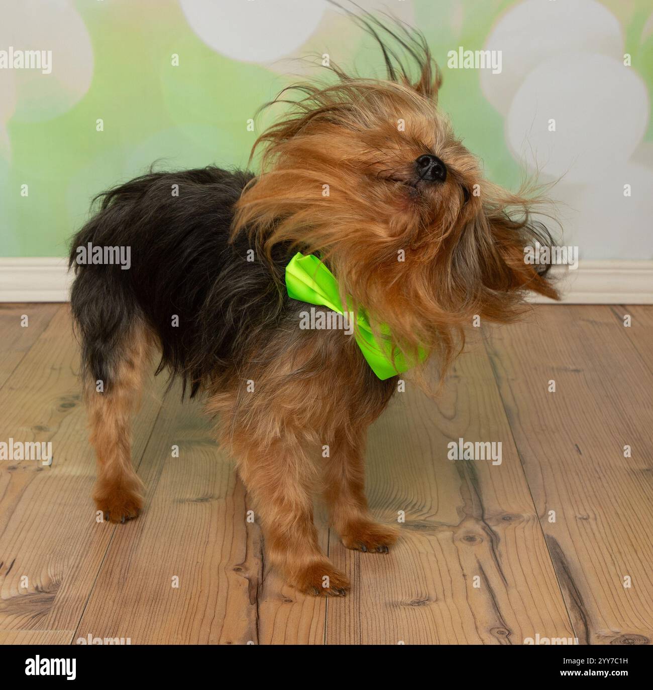 cute long haired yorkie shaking portrait wearing a bow tie Stock Photo ...