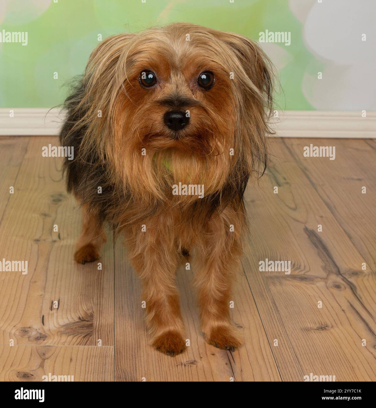cute long haired yorkie standing portrait Stock Photo - Alamy