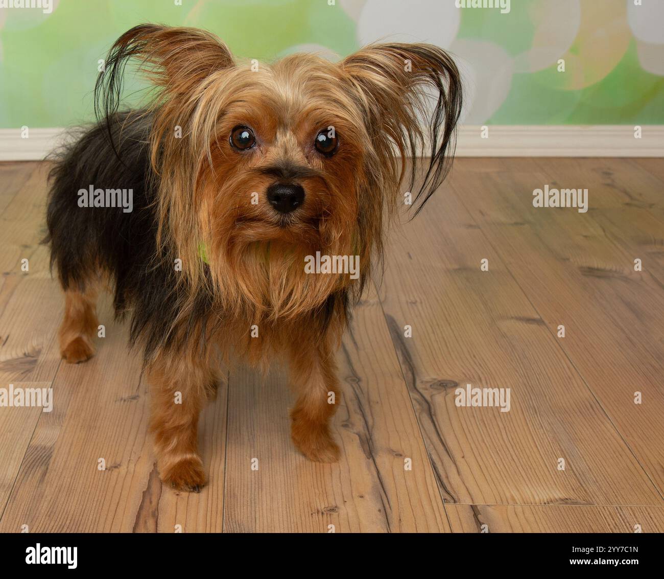 cute long haired yorkie walking with ears perked portrait Stock Photo ...