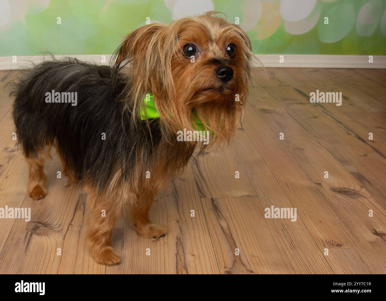 cute long haired yorkie standing on the left portrait Stock Photo - Alamy
