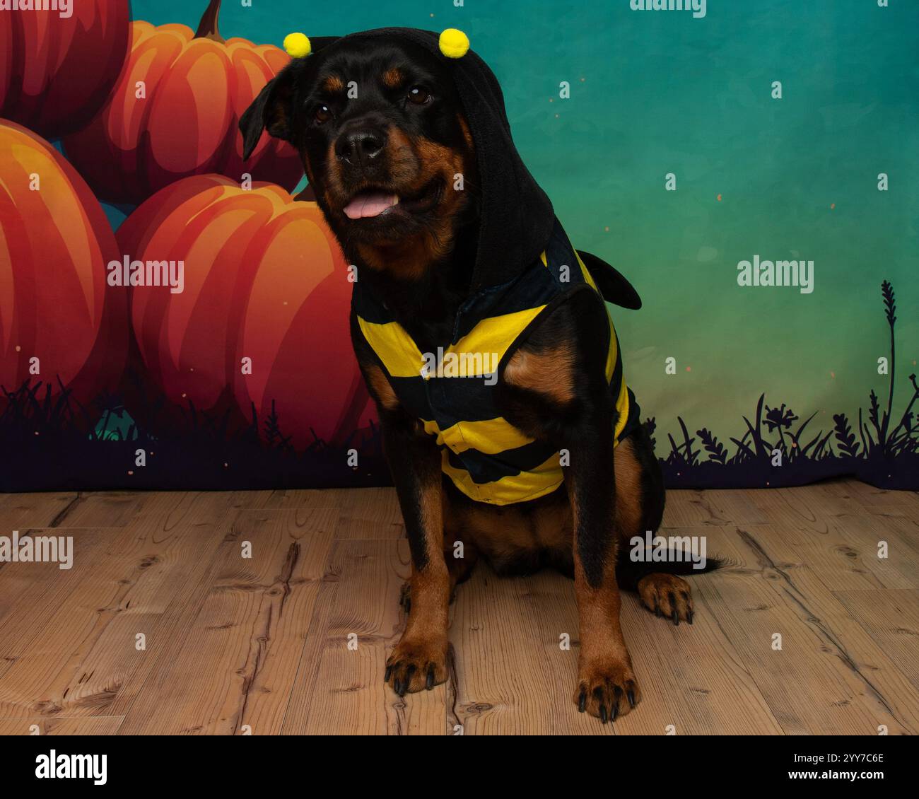cute black and brown rottweiler wearing a halloween bumble bee costume ...