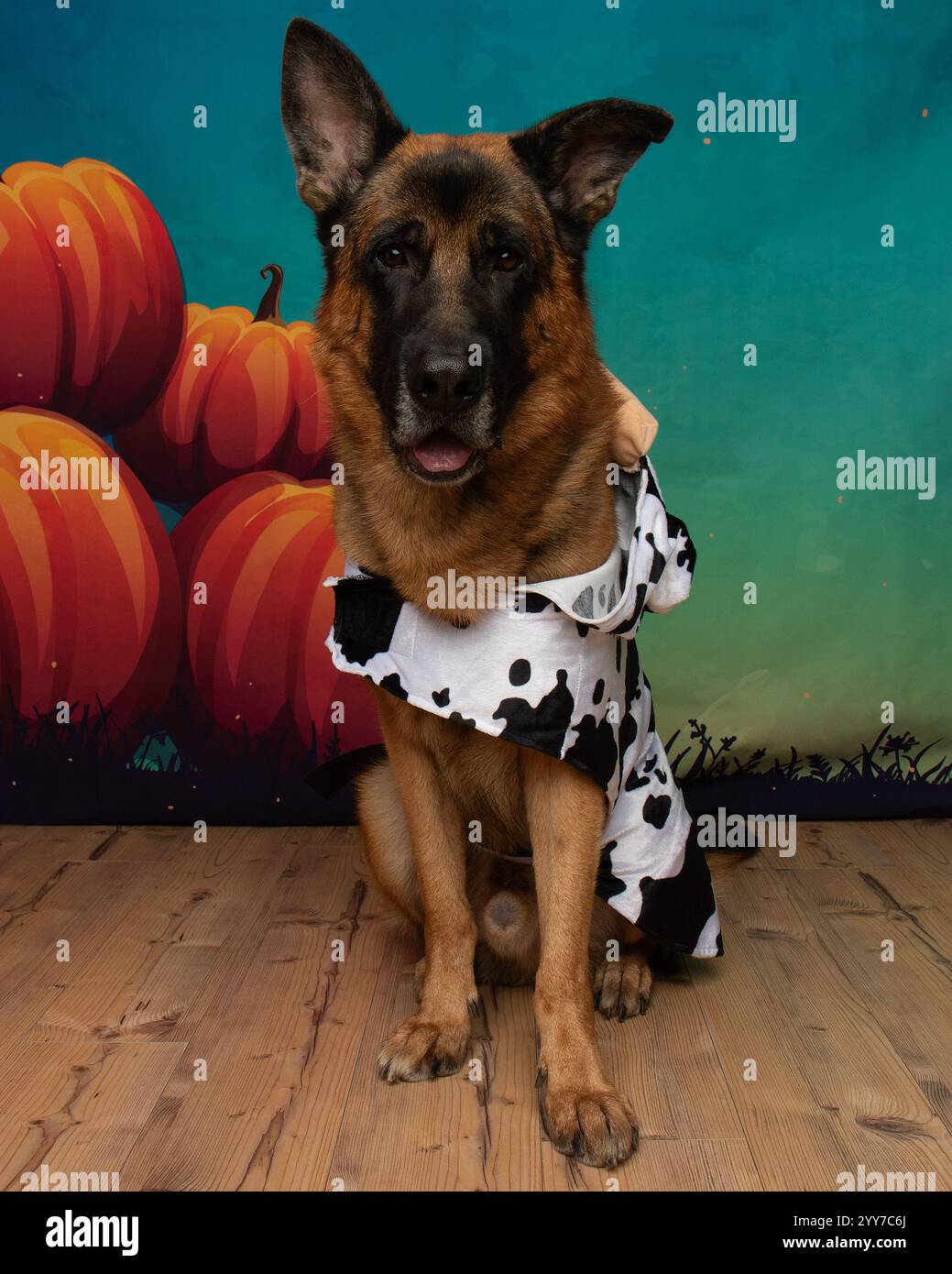 cute black and brown german shepard dog wearing a halloween cow costume ...