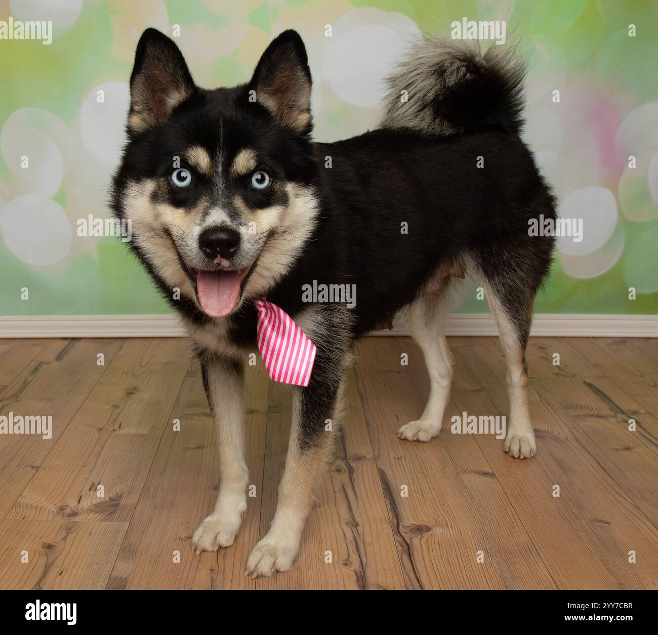 cute husky with blue eyes wearing a pink striped tie and panting ...