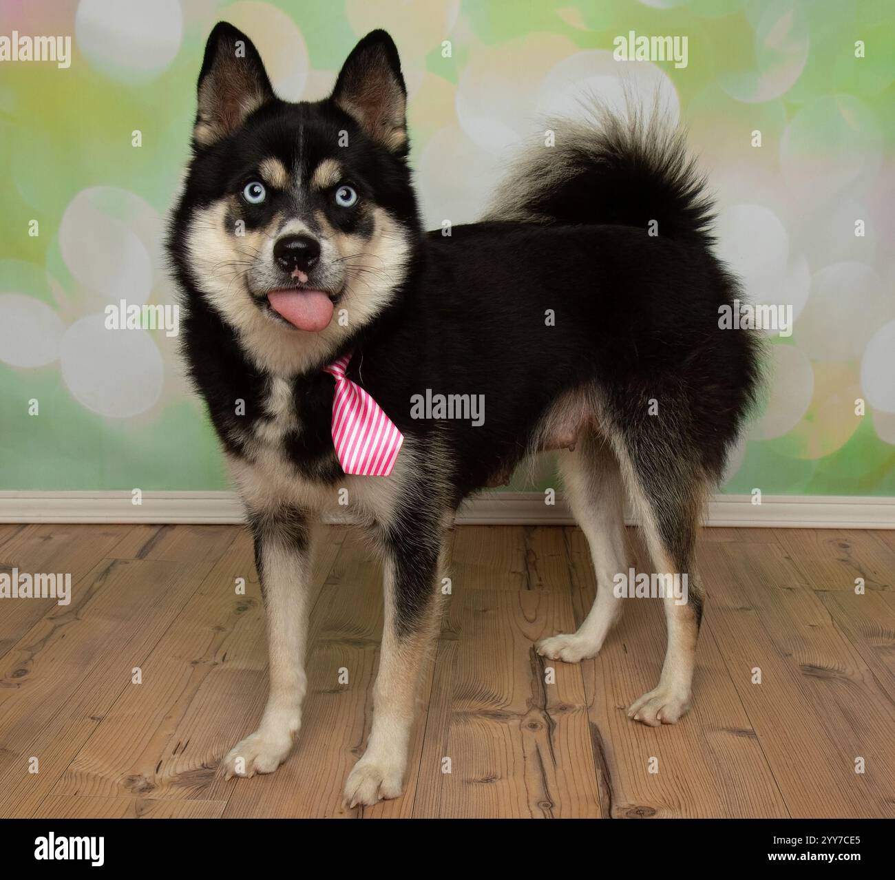 cute husky with blue eyes wearing a pink striped tie making a funny ...