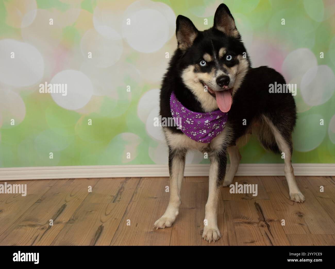 cute husky with blue eyes wearing a purple bandana head tilt standing ...