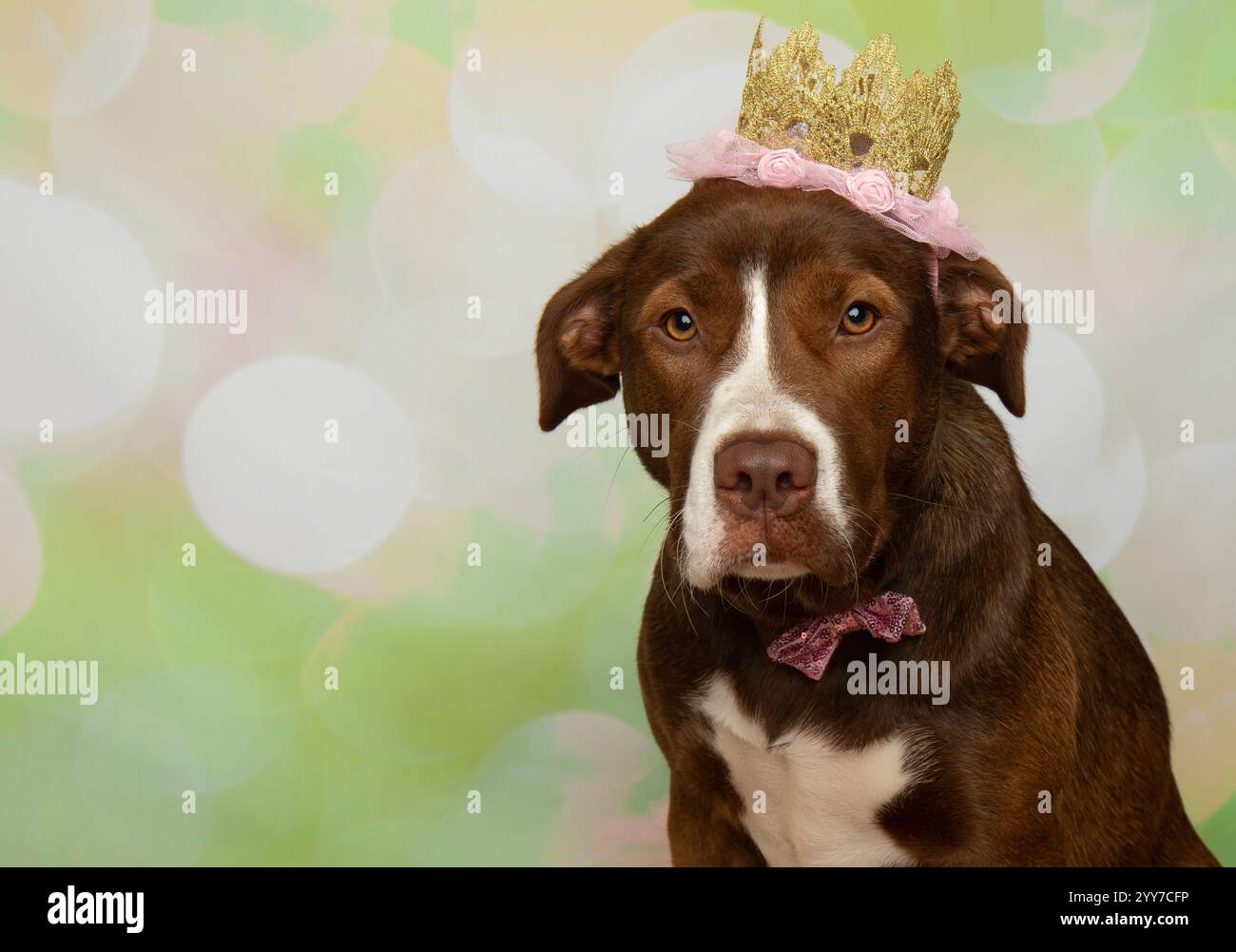 cute brown and white lab boxer mix dog wearing a halloween princess ...
