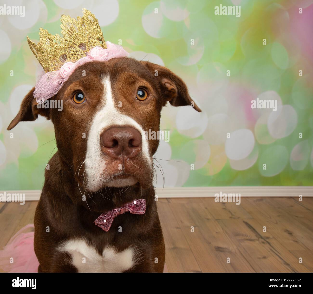 cute brown and white lab boxer mix dog wearing a halloween princess ...