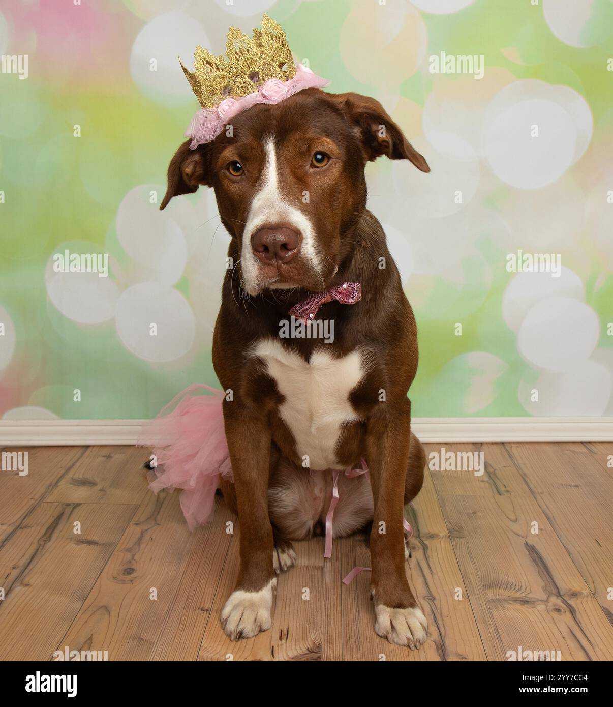 cute brown and white lab boxer mix dog sitting down wearing a halloween ...