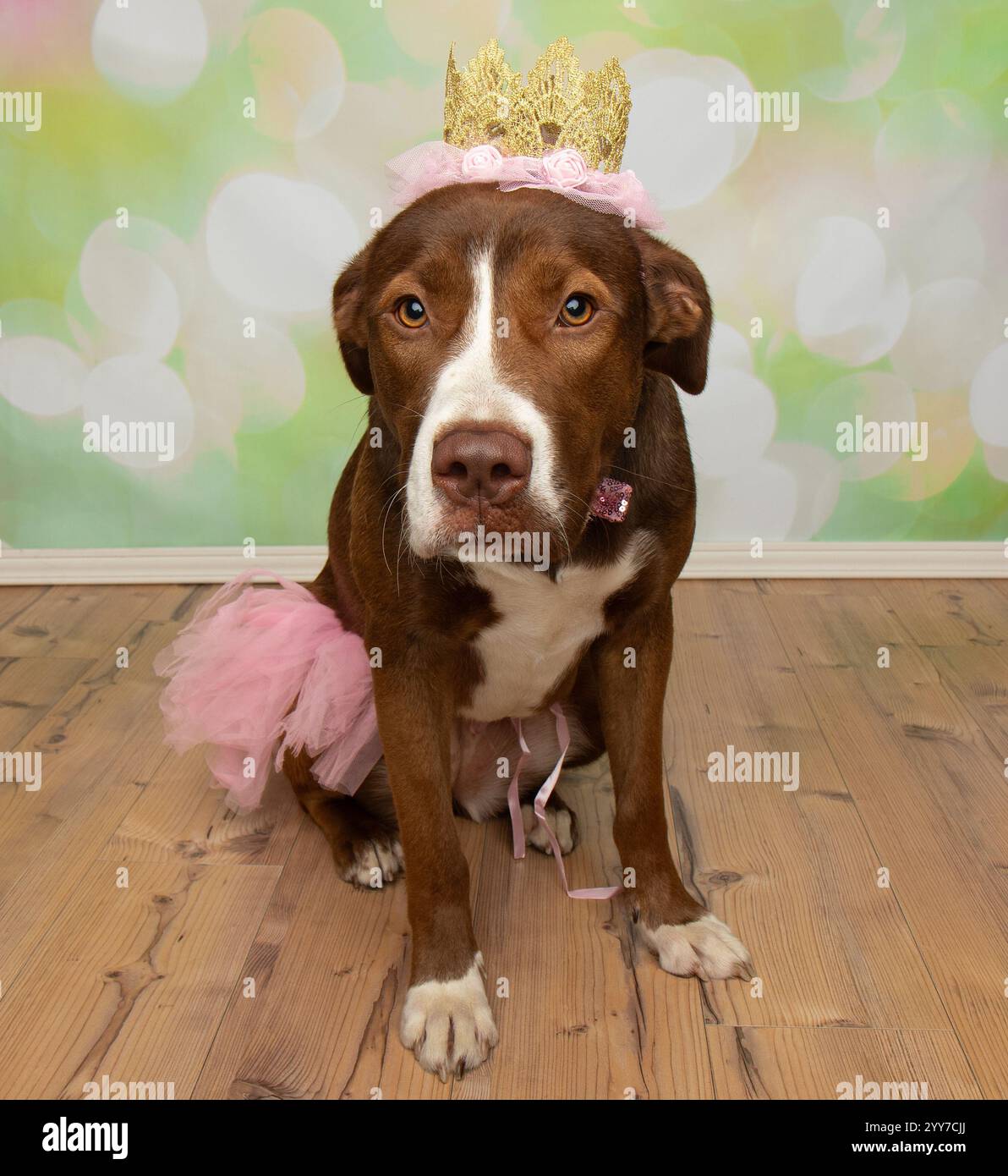 cute brown and white lab boxer mix dog sitting down wearing a halloween ...