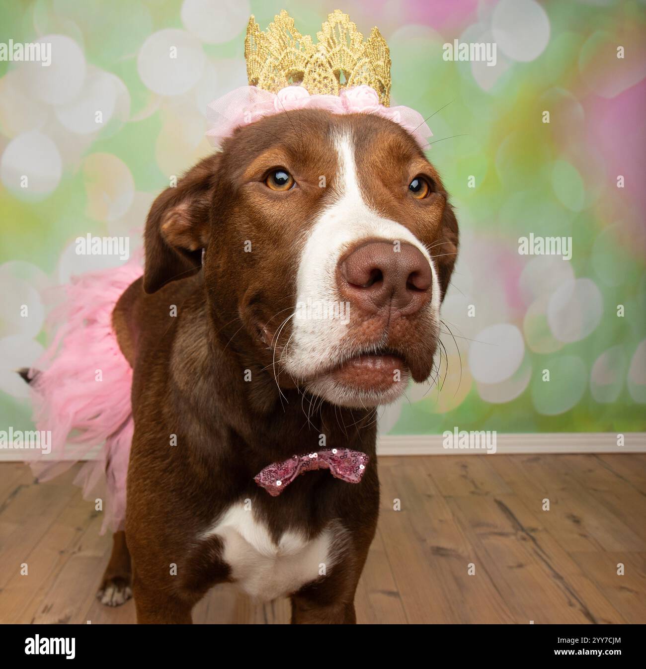 cute brown and white lab boxer mix dog wearing a halloween pink ...