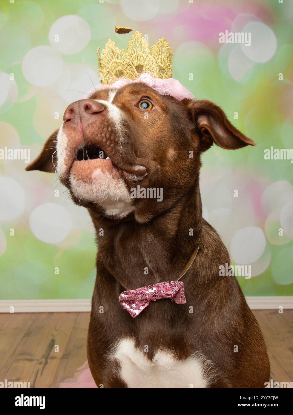 cute brown and white lab boxer mix dog wearing a halloween pink ...