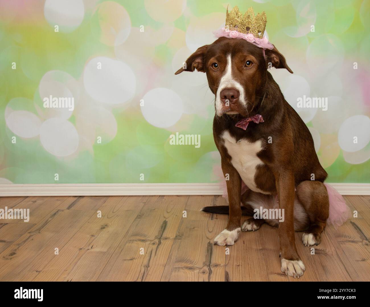 cute brown and white lab boxer mix dog sitting down to the right ...
