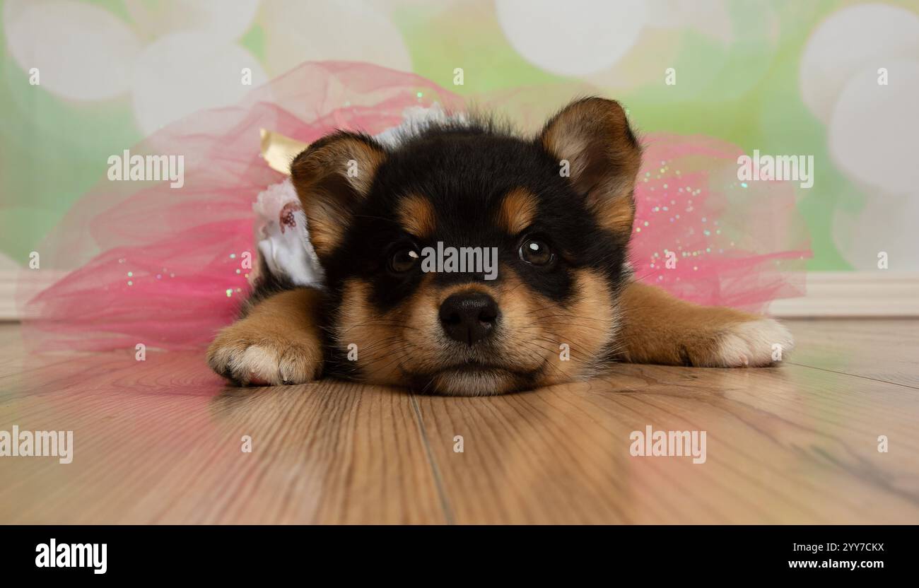 cute black and brown husky shepherd mix puppy dog wearing a halloween ...