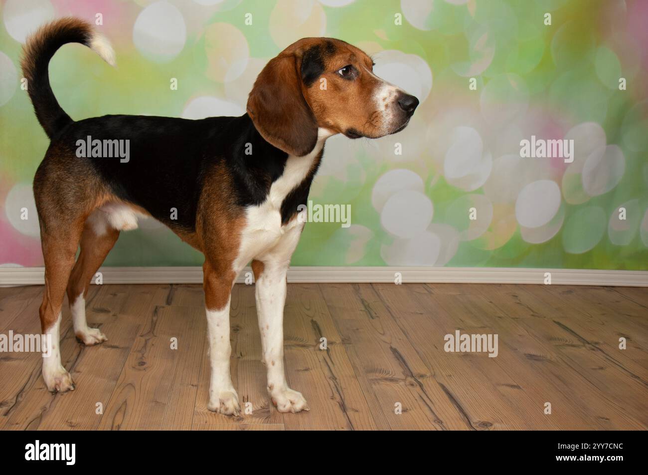 adorable walker hound beagle mix dog standing side profile portrait ...