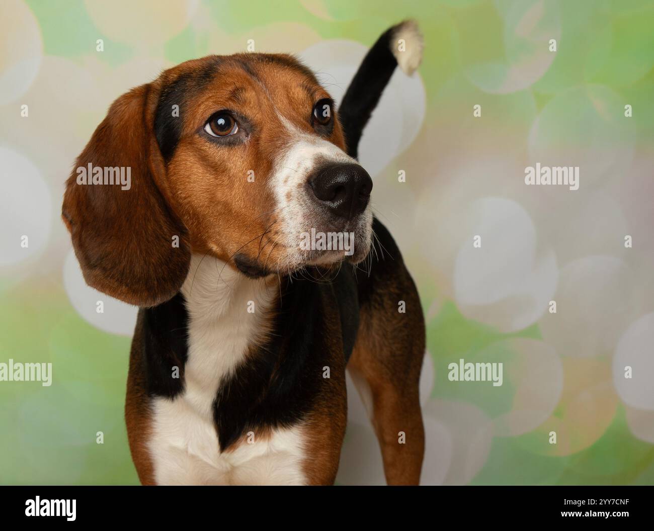 adorable walker hound beagle mix dog side profile head portrait Stock ...