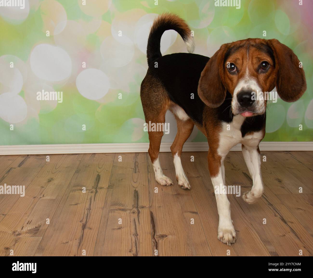 adorable walker hound beagle mix dog standing to the side with tongue ...