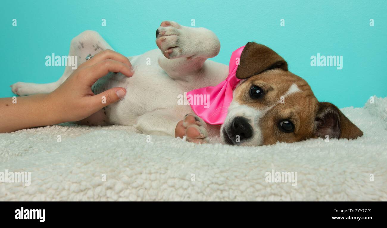 adorable brown and white jack russell puppy dog wearing a pink bow tie ...