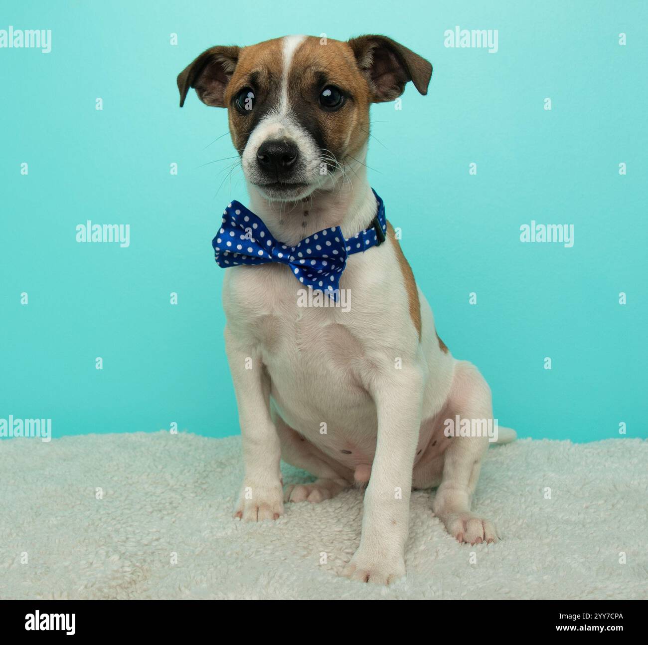 adorable brown and white jack russell puppy dog wearing a blue bow tie ...