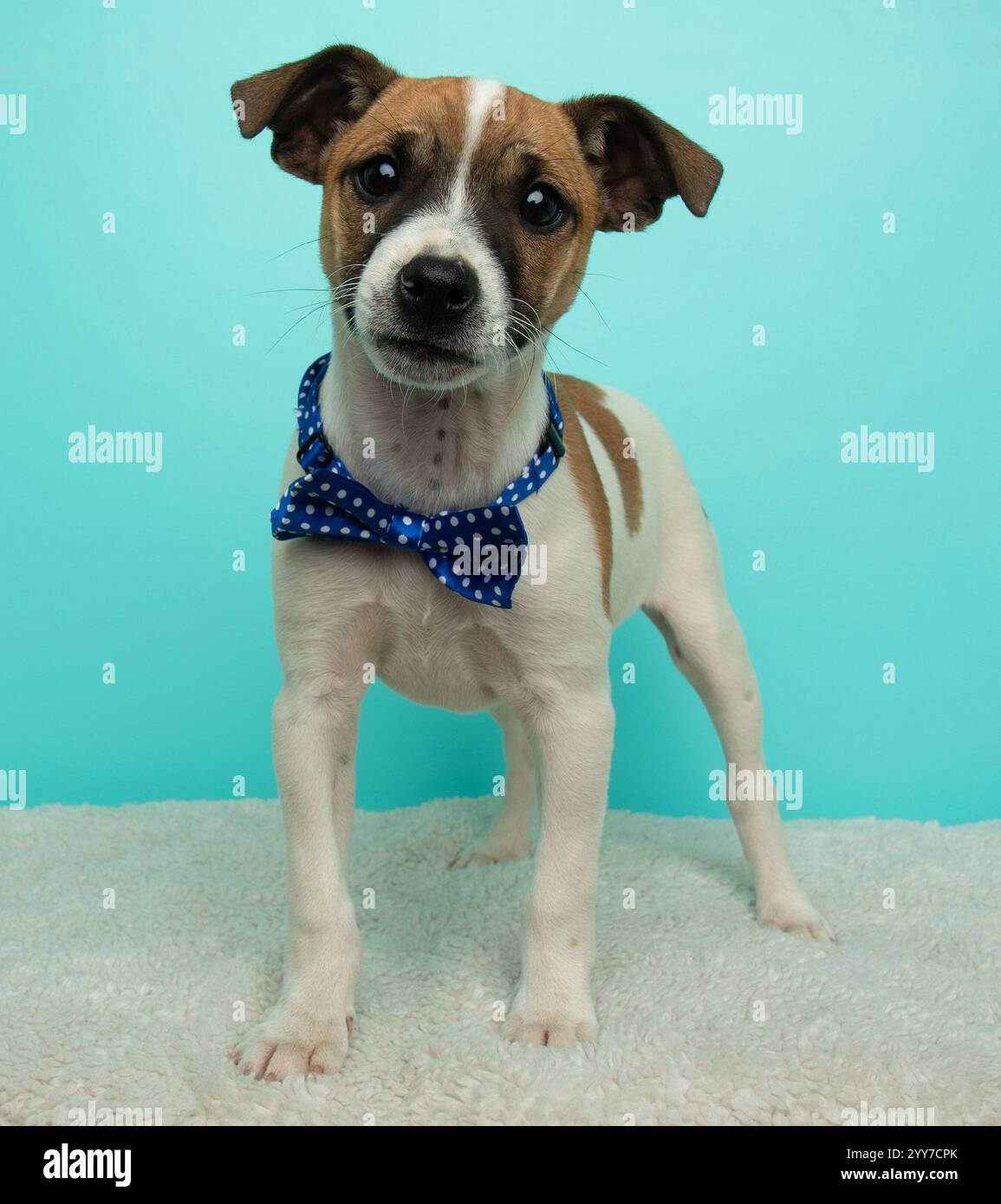 adorable brown and white jack russell puppy dog wearing a blue bow tie ...