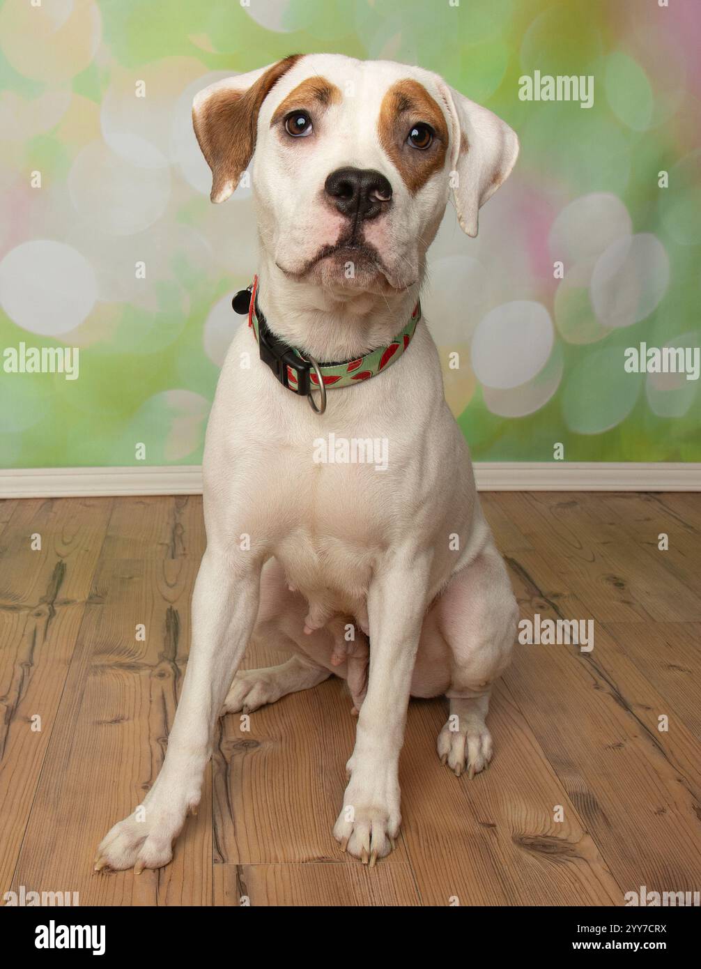 adorable brown and white bully mix dog sitting down Stock Photo - Alamy