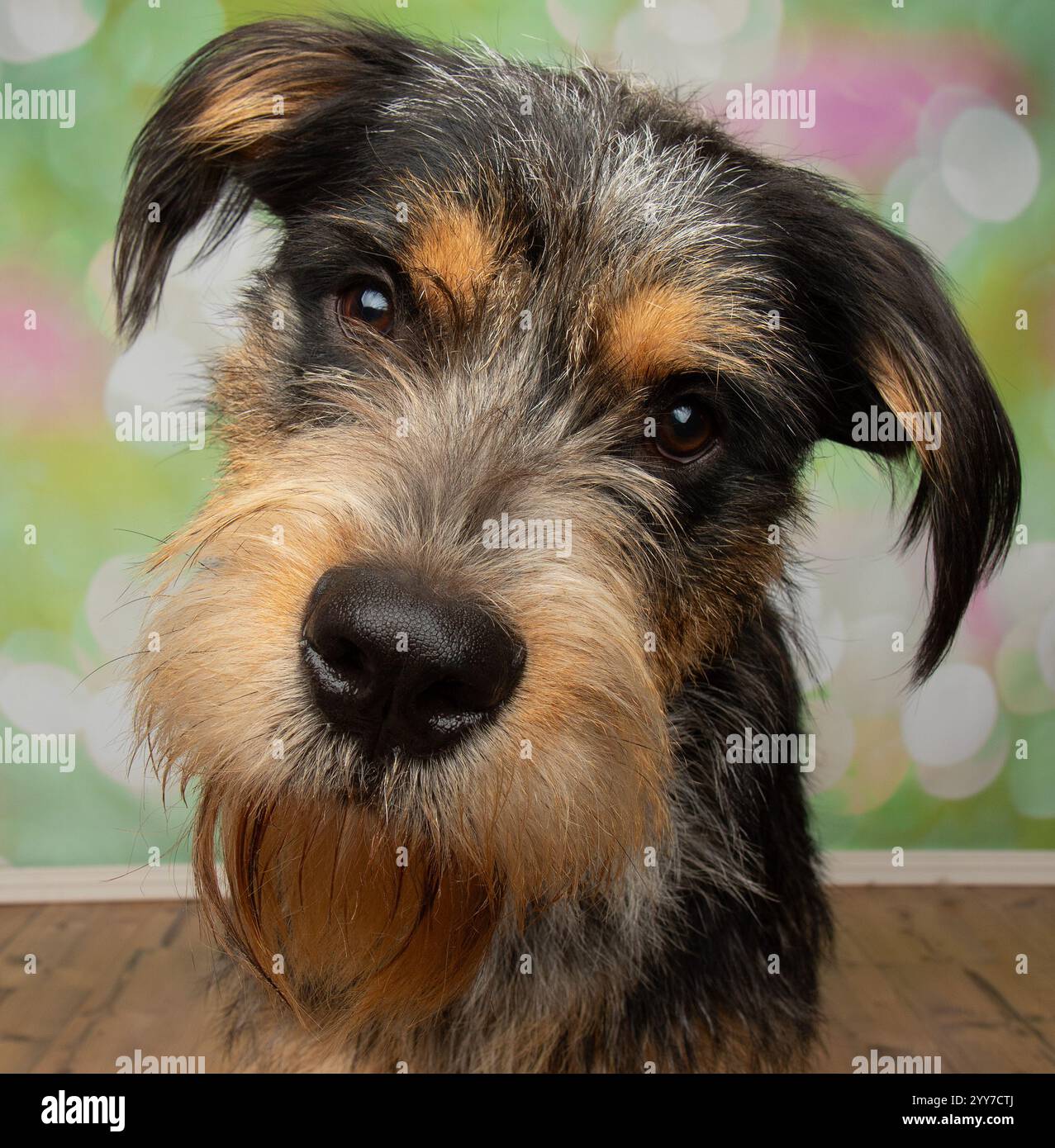 adorable scruffy blue merle dog close up head tilt portrait Stock Photo ...
