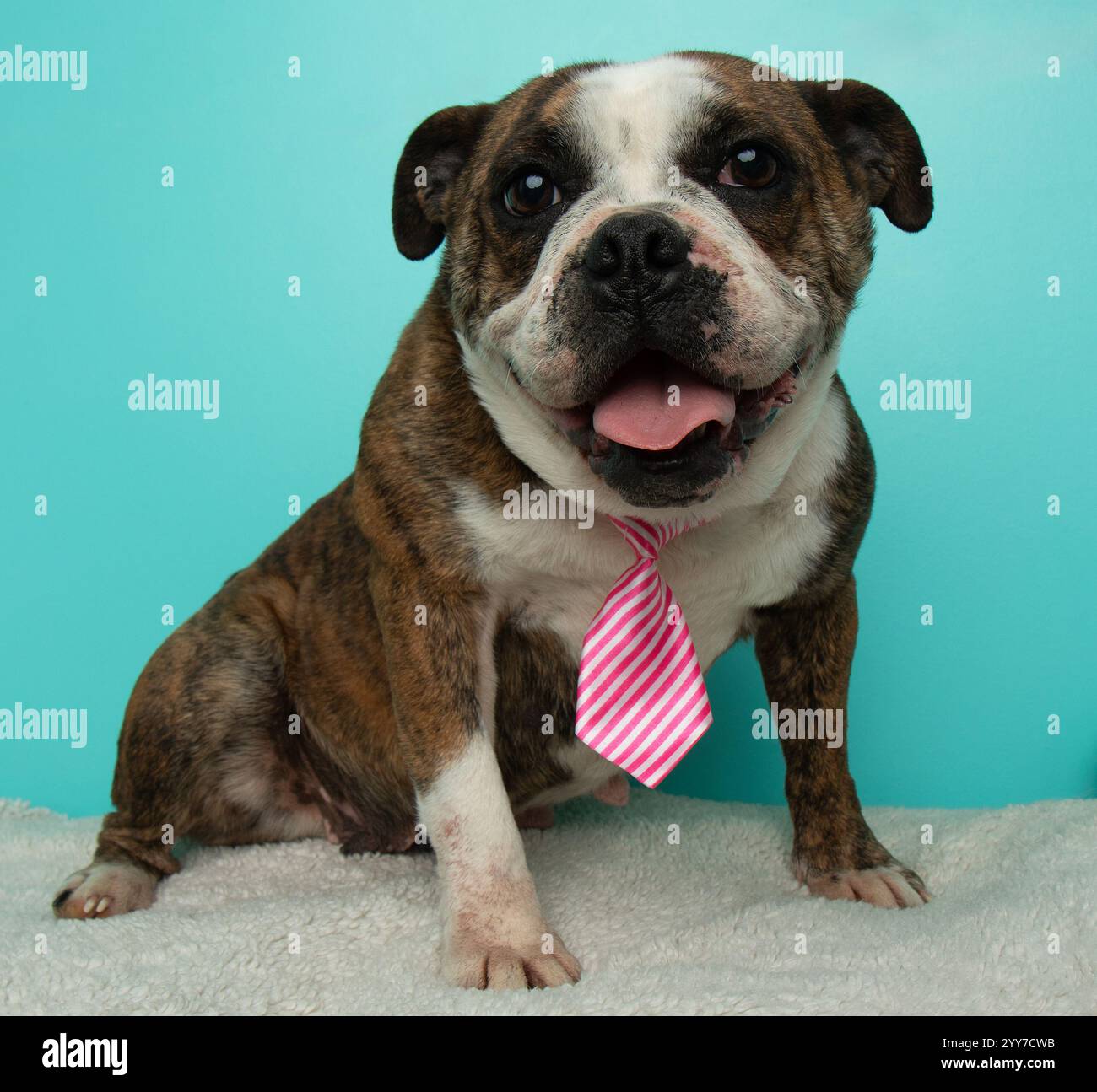 adorable brown and white brindle english bulldog sitting down panting ...