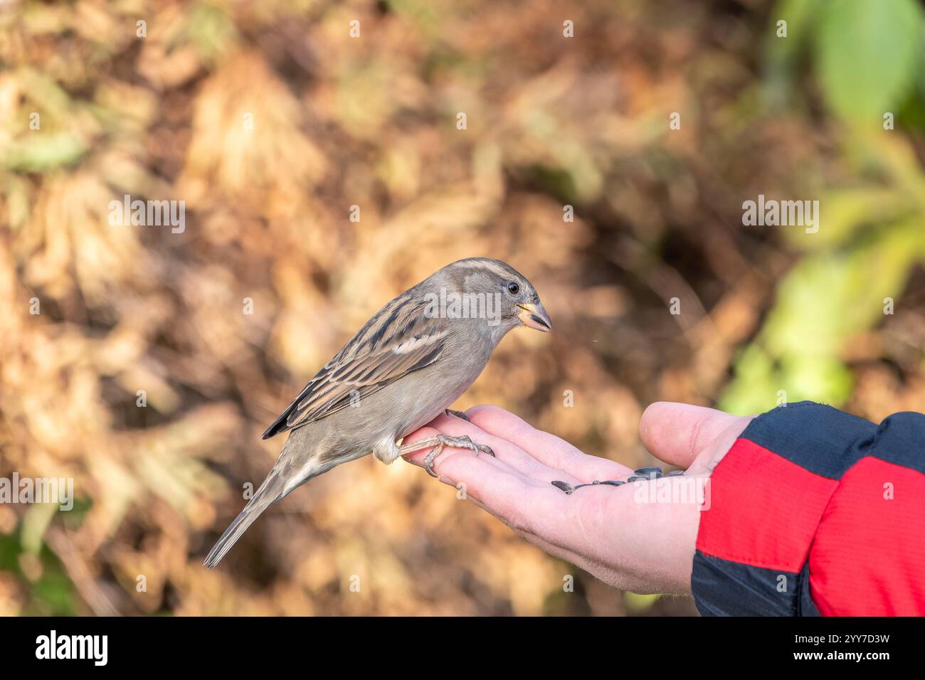 Sparrow eats seeds from a man's hand. A Sparrow bird sitting on the ...