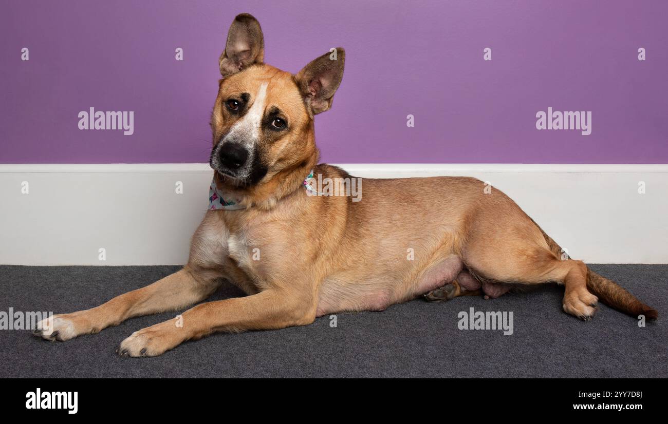 adorable brown shepherd cattle dog mix dog lying down portrait Stock ...