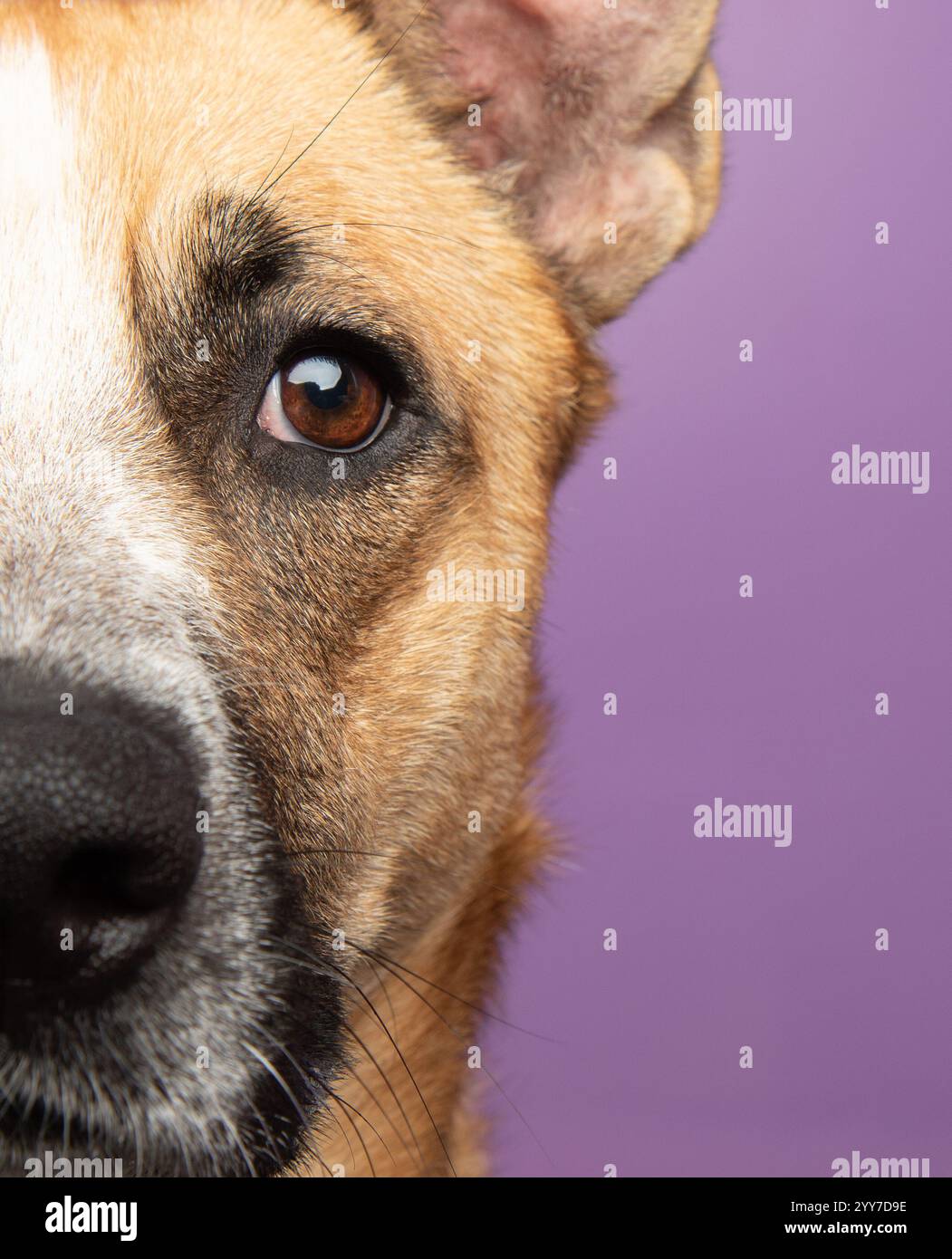 adorable brown shepherd cattle dog mix dog close up eye portrait Stock ...