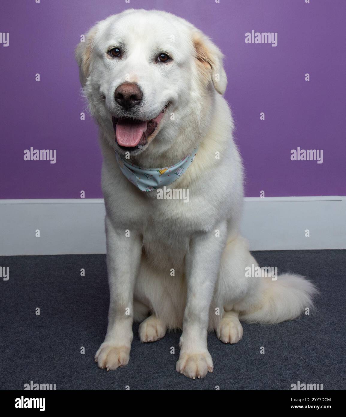 adorable white great pyrenees sitting down portrait Stock Photo - Alamy