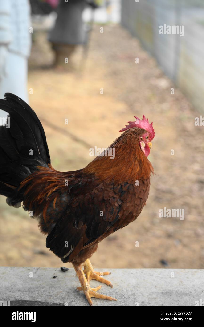 Rooster is an adult male of various birds other than the domestic ...