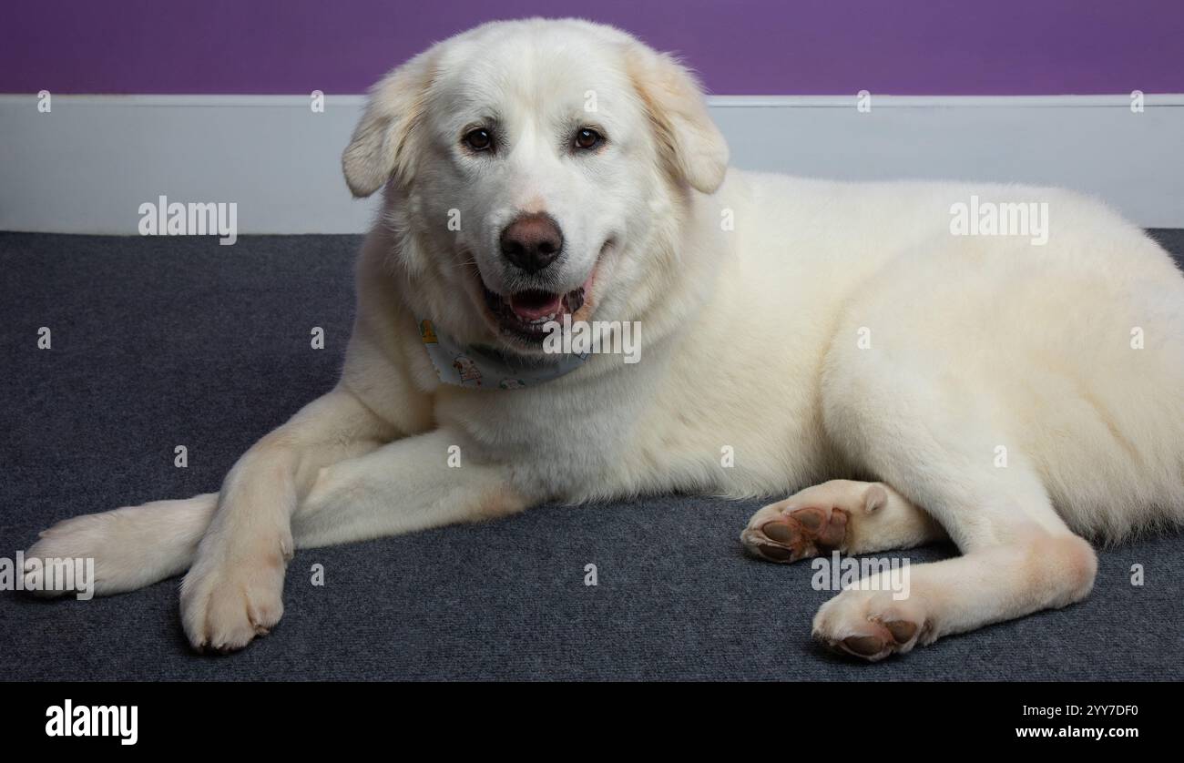 adorable white great pyrenees lying down paws crossed portrait Stock ...