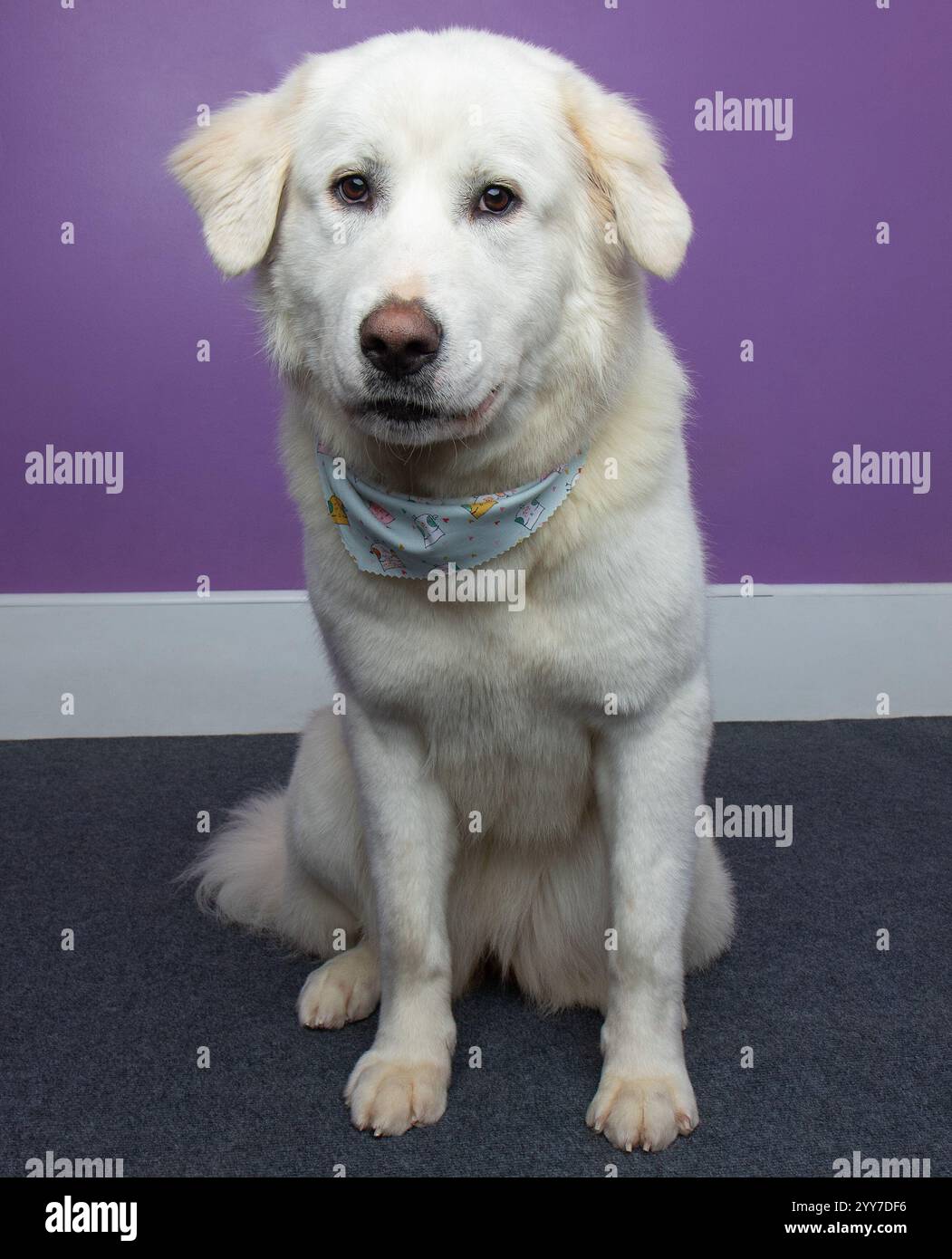 adorable white great pyrenees sitting down looking at camera portrait ...