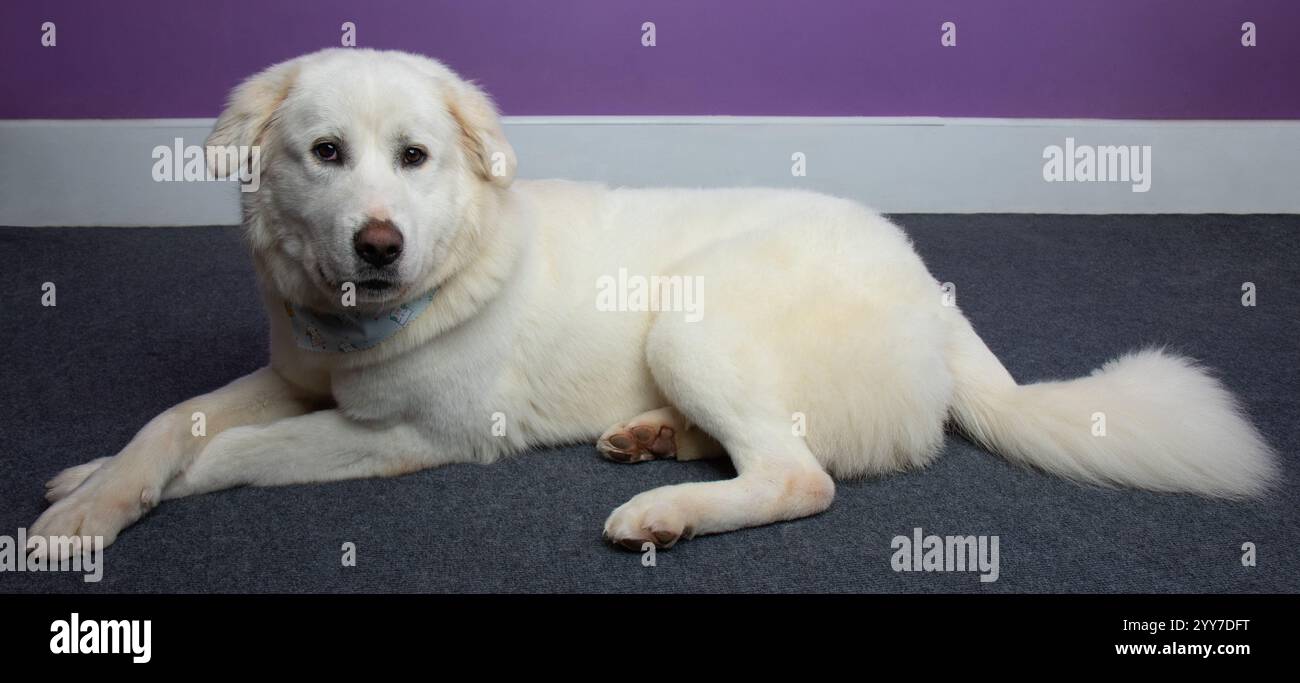 adorable white great pyrenees lying down paws crossed body portrait ...