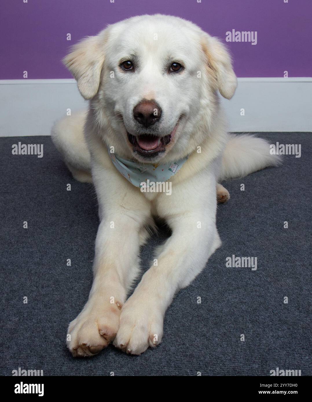 Great pyrenees lying down hi-res stock photography and images - Alamy