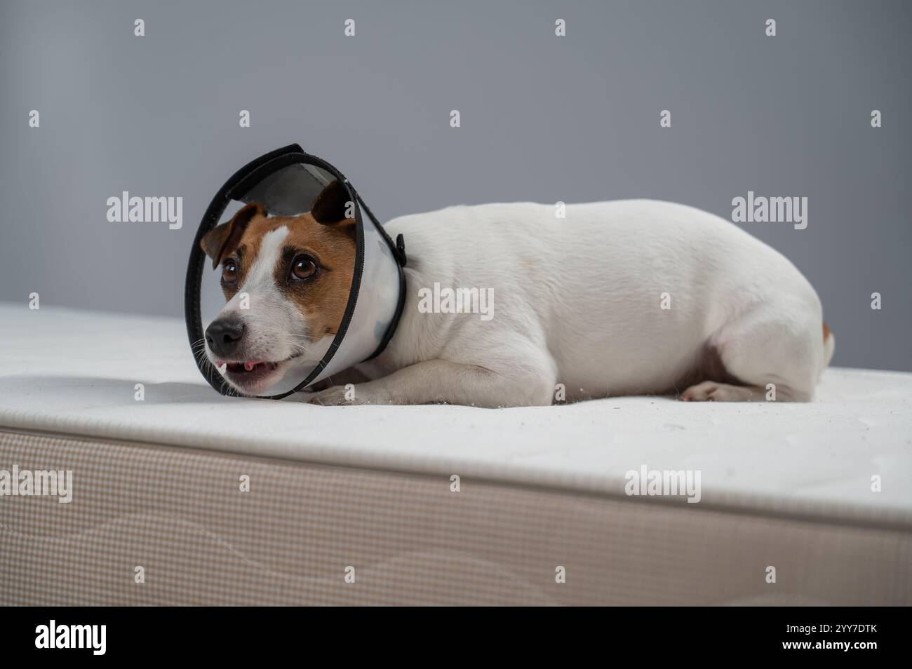 Jack Russell Terrier dog in a cone collar after surgery on the bed ...