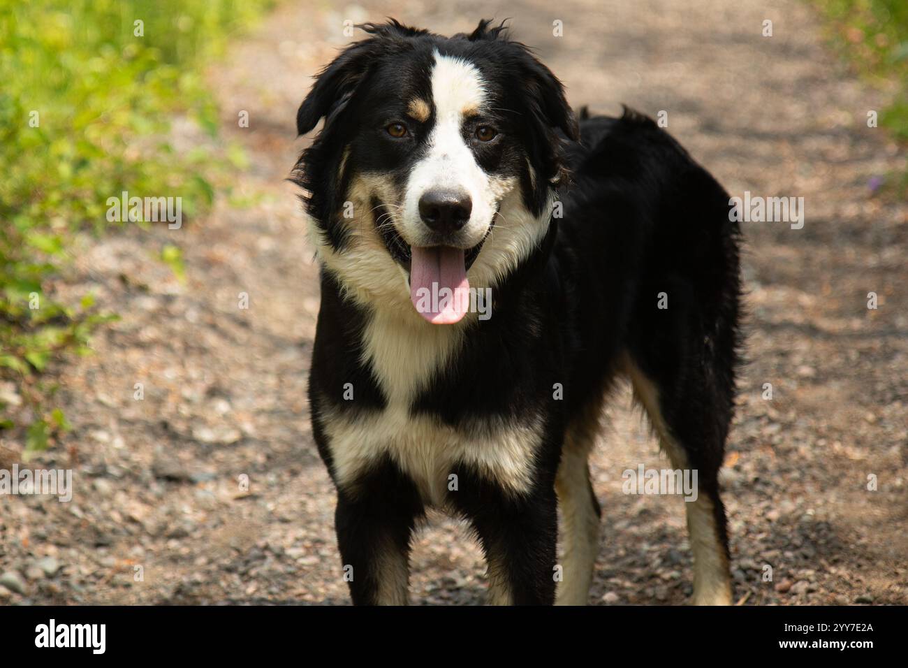 adorable black australian shepherd dog close up head portrait Stock ...