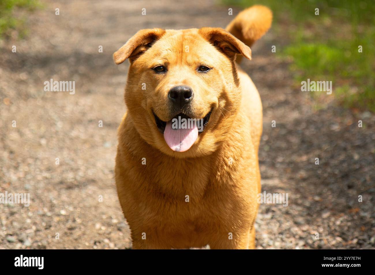 adorable brown chow chow mix dog close up face portrait Stock Photo - Alamy