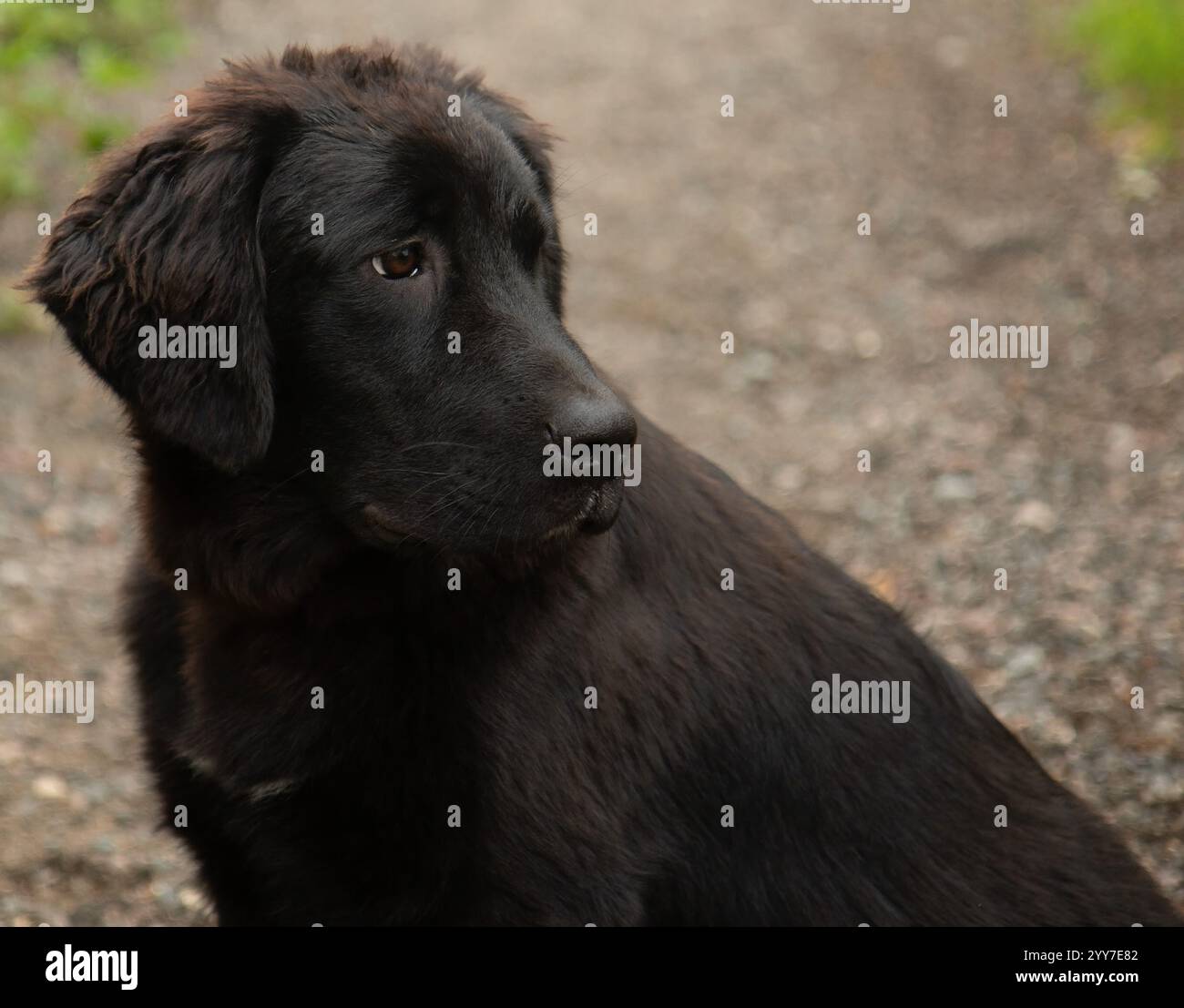 Great pyrenees mix profile hi-res stock photography and images - Alamy