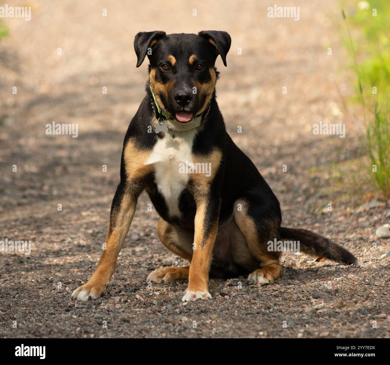 adorable black brown and white rottweiler mix dog sitting outdoor ...