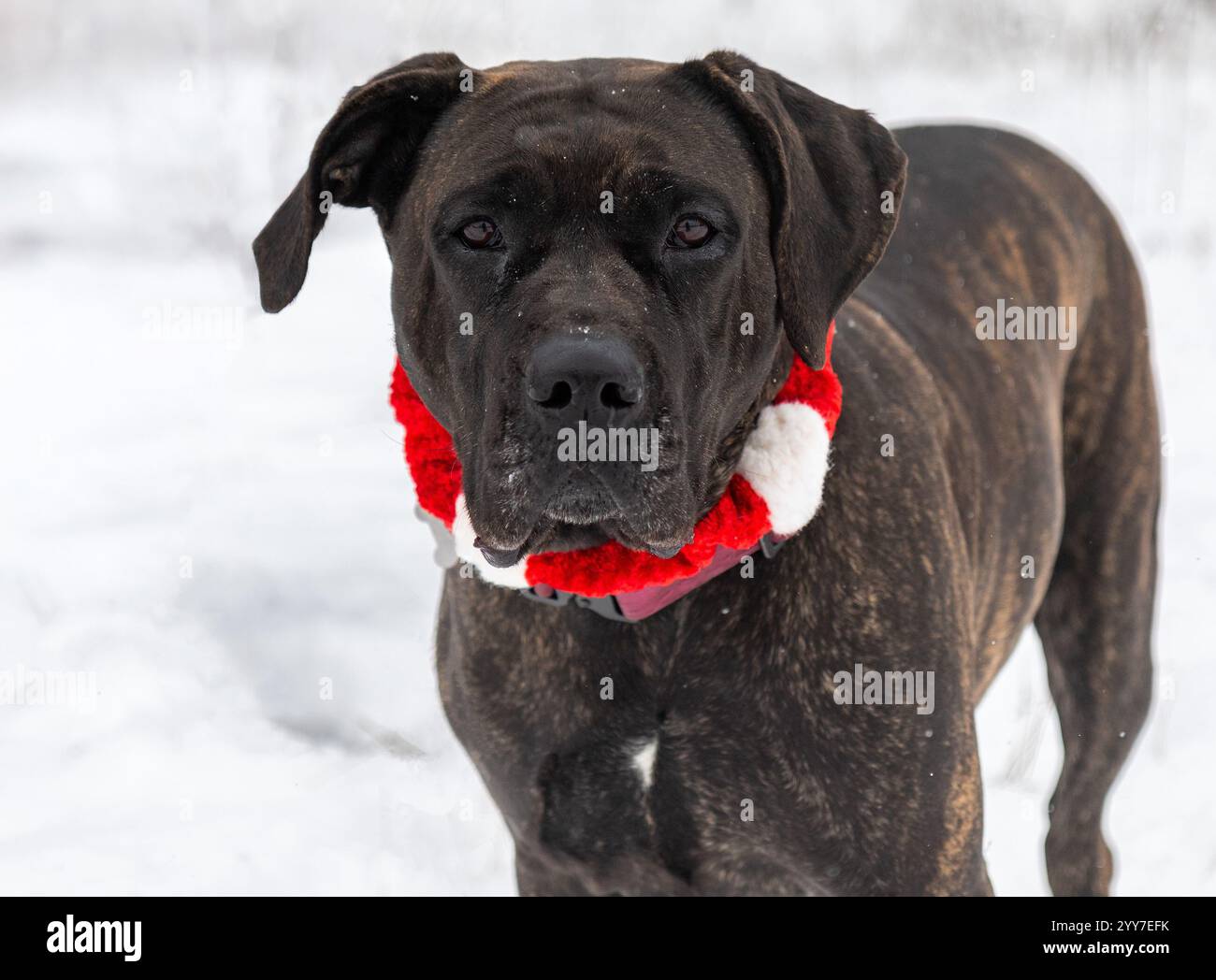 adorable brindle cane corso mix dog wearing a Christmas collar in the ...