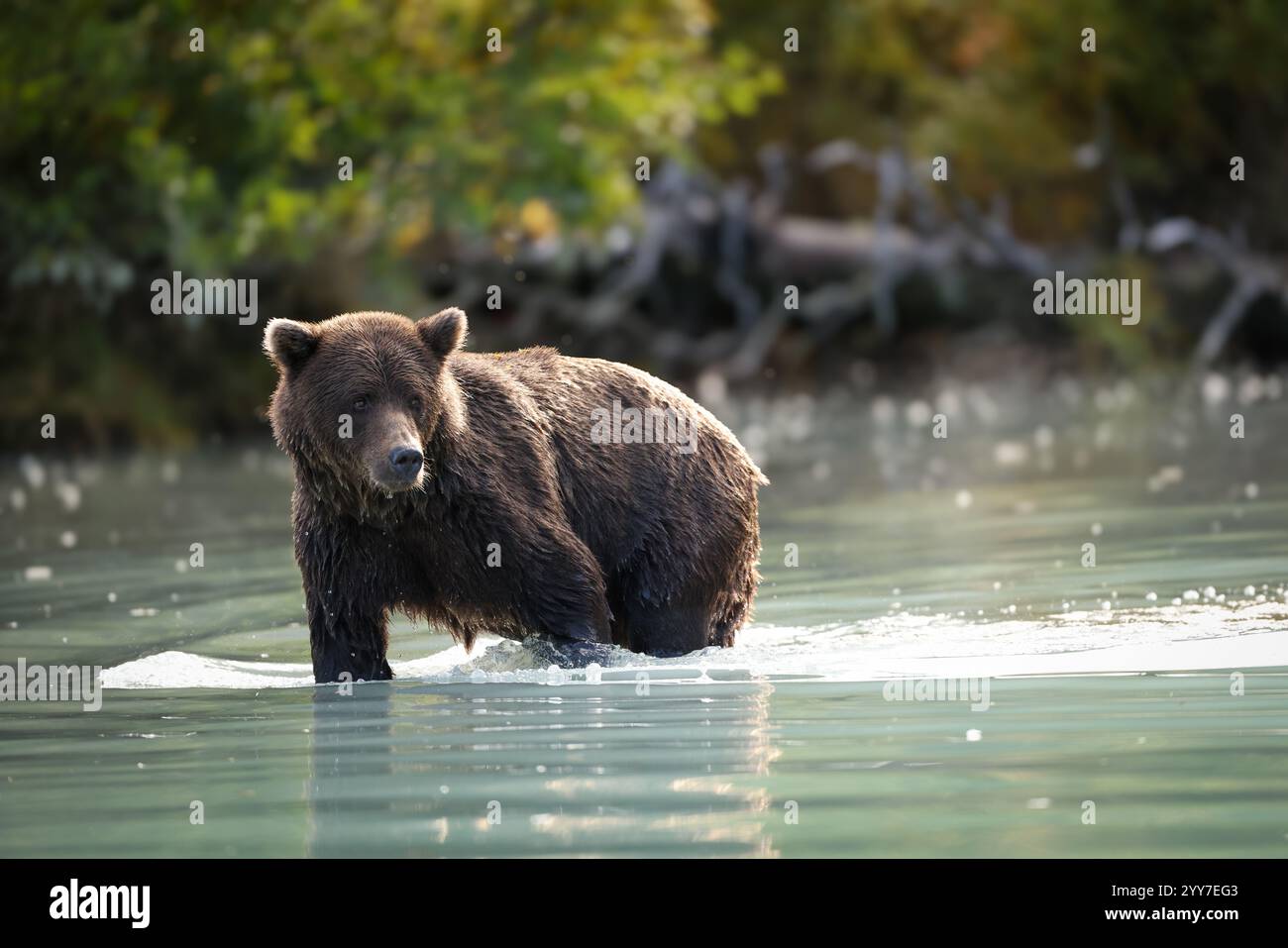 Young subadult grizzly bear wading through the waters of Crescent Lake ...